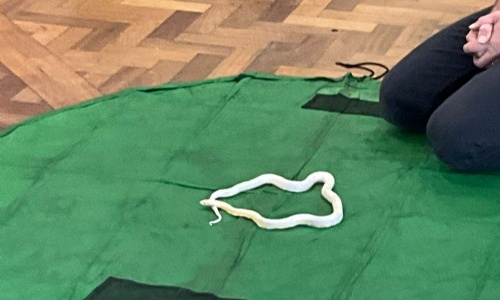 The Mead Infant and Nursery School - Zoolab Visits Reception